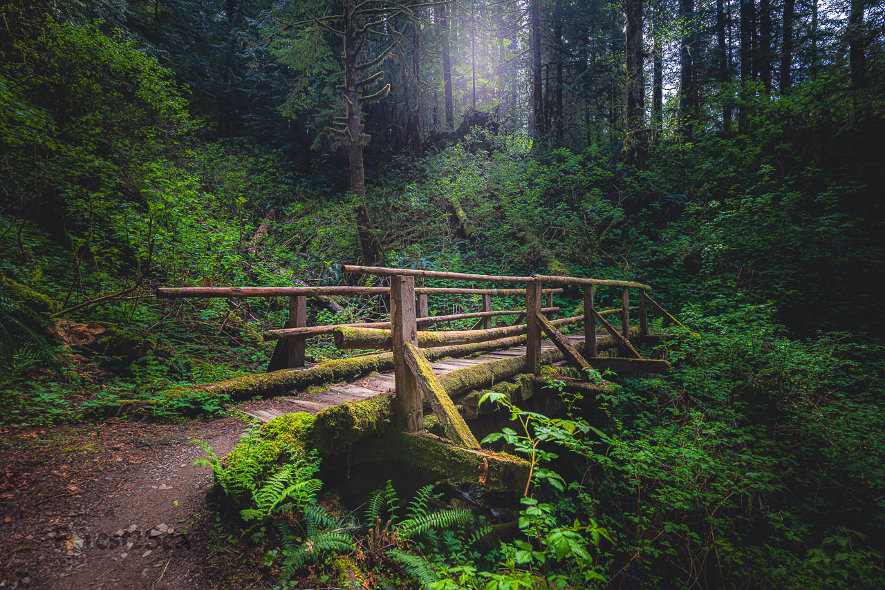Olympic Peninsula Backcountry Bridges - Forest2Sea Adventure Photography