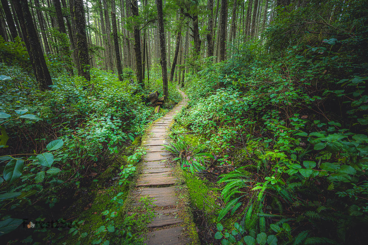 Olympic Peninsula Trails - Forest2Sea Adventure Photography