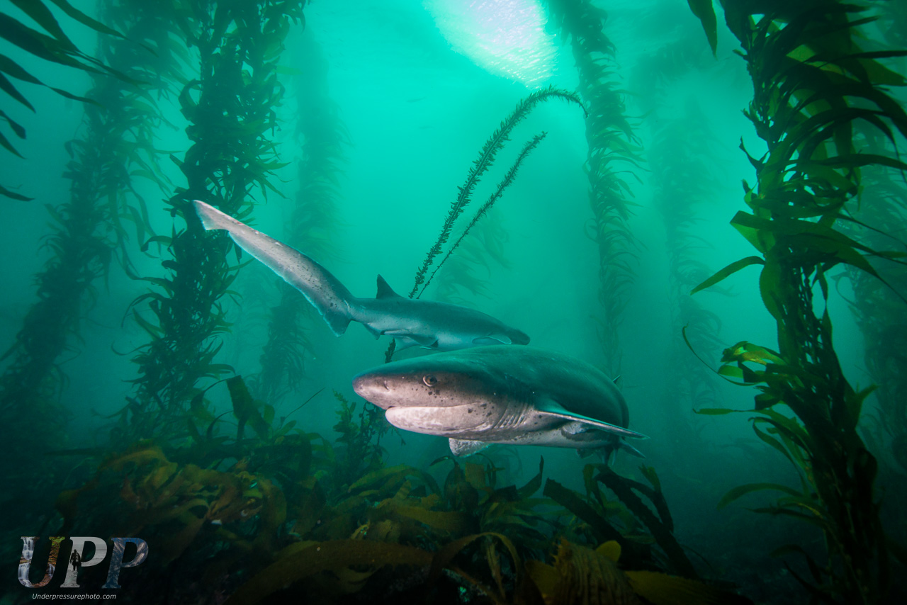 Sharks, Rays & Eels - Forest2Sea Adventure Photography