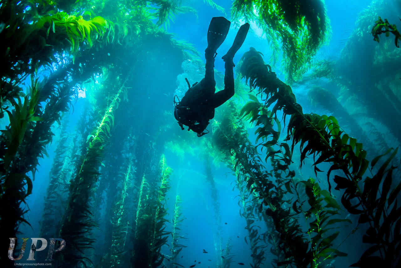 Underwater Landscapes - Forest2Sea Adventure Photography